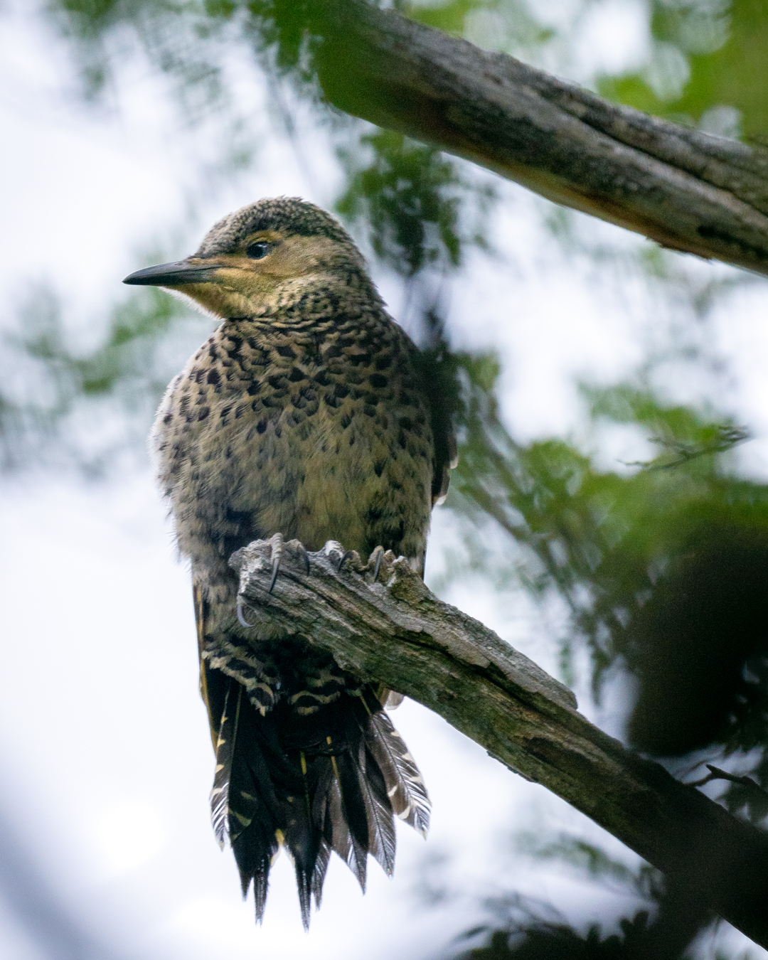 Birds of Patagonia: El Pitío - Photo Tours South America